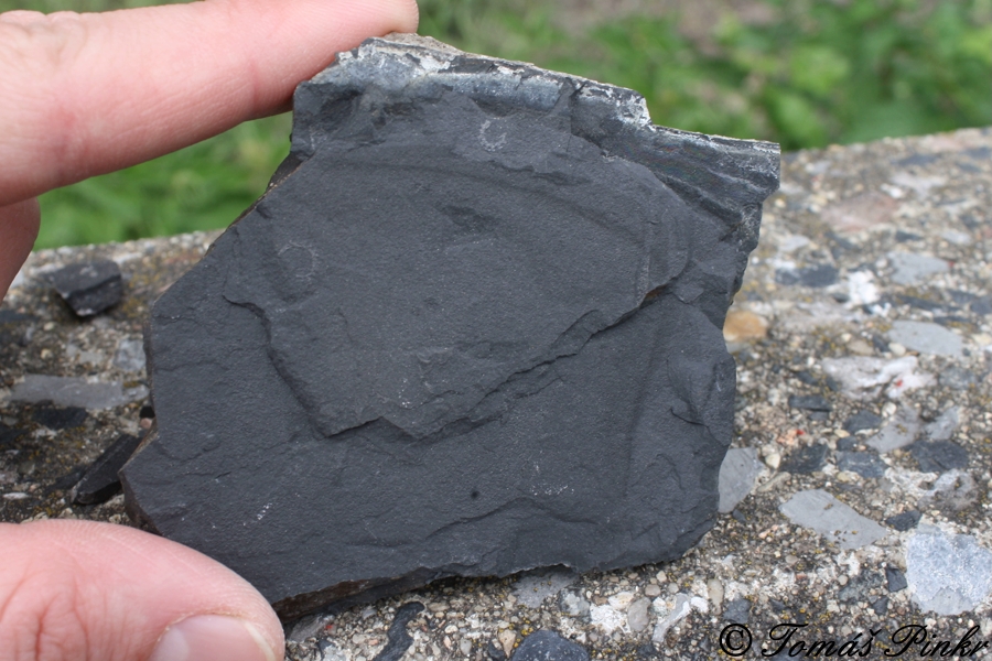 Barrandovská růže a Barrandovské skály :: Vycházky pražskou přírodou