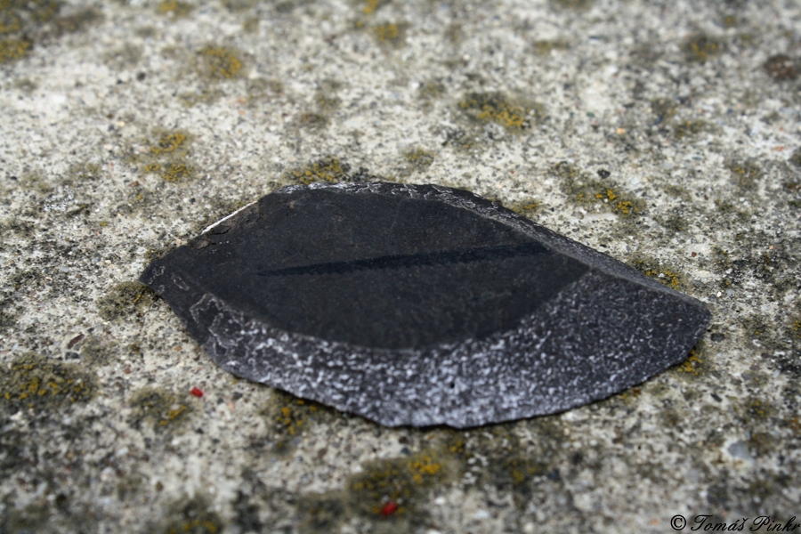 Barrandovská růže a Barrandovské skály :: Vycházky pražskou přírodou