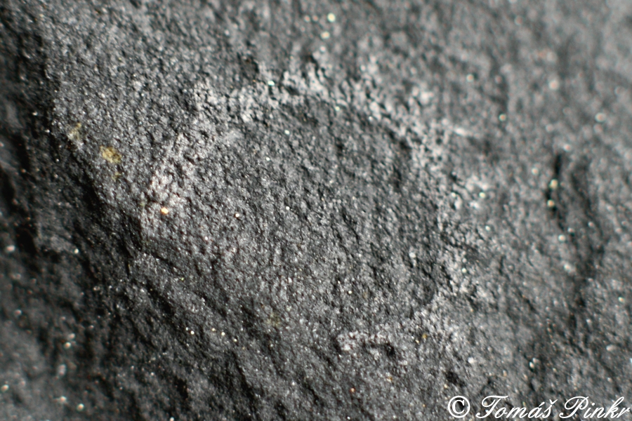 Barrandovská růže a Barrandovské skály :: Vycházky pražskou přírodou