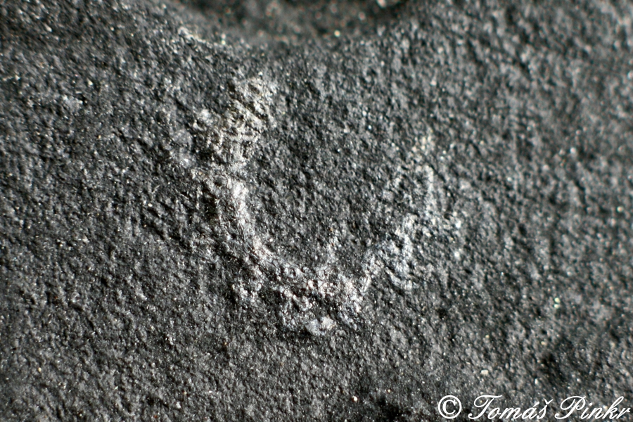 Barrandovská růže a Barrandovské skály :: Vycházky pražskou přírodou